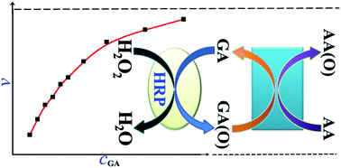 Reliable method for the detection of horseradish peroxidase activity ...