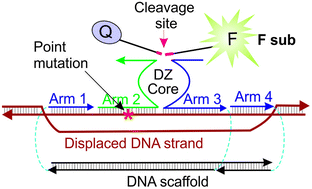 A DNA minimachine for selective and sensitive detection of DNA ...