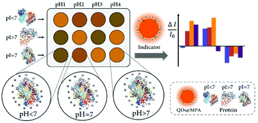 A pH-based sensor array for the detection and identification of ...