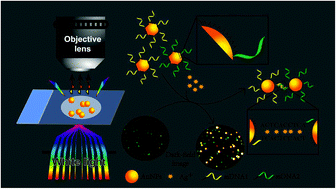 A single gold nanoprobe for colorimetric detection of silver(i) ions ...
