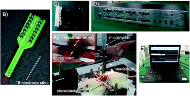 Effects of the electrode insertion depth on the neural signal amplitude ...