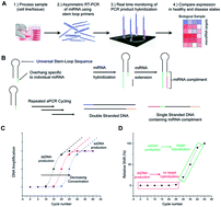 Multiplexed microRNA expression profiling by combined asymmetric PCR and label-free detection ...