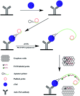 Aptamer-based rolling circle amplification coupled with graphene oxide ...