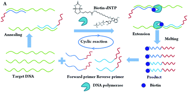 An isothermal single base extension based lateral flow biosensor and electrochemical assay for ...