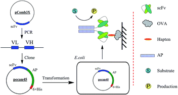 Production and characterization of a single-chain variable fragment ...