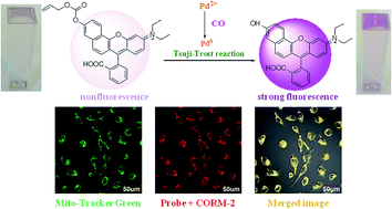 A mitochondria-targetable colorimetric and far-red fluorescent probe ...