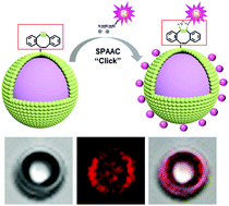 Fast functionalization of ultrasound microbubbles using strain promoted ...