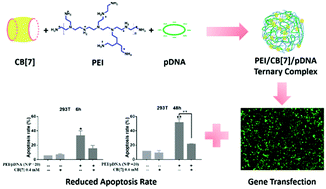 Macrocycle-wrapped polyethylenimine for gene delivery with reduced ...