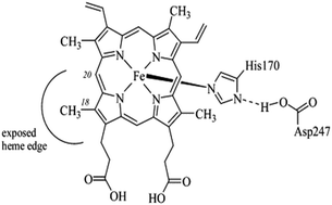 Horseradish Peroxidase Horseradish Peroxidase (HRP) | AAT Bioquest