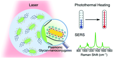 Raman-encoded, multivalent glycan-nanoconjugates for traceable specific ...