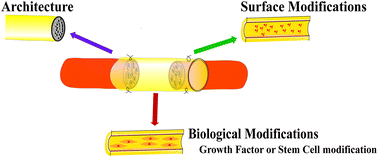 Biomimetic neural scaffolds: a crucial step towards optimal peripheral ...