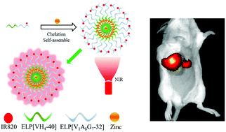 IR820 covalently linked with self-assembled polypeptide for ...