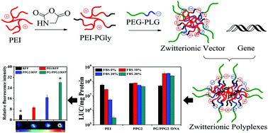 Poly(ethylene glycol)-poly-l-glutamate complexed with polyethyleneimine ...