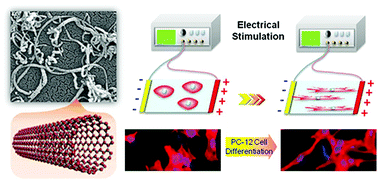 Effective nerve cell modulation by electrical stimulation of carbon ...