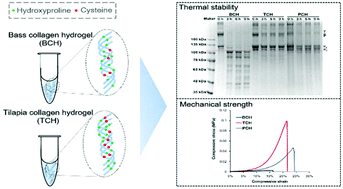 Hydroxyproline In Collagen