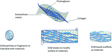 Decellularized orthopaedic tissue-engineered grafts: biomaterial ...