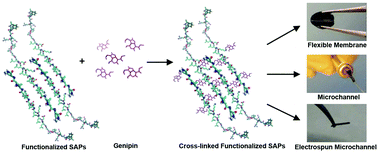 Self-assembling peptides cross-linked with genipin: resilient hydrogels ...