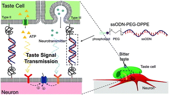 DNA-mediated self-assembly of taste cells and neurons for taste signal ...