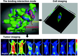 An innovative peptide with high affinity to GPC3 for hepatocellular ...