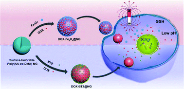 Versatile functionalization of surface-tailorable polymer nanohydrogels ...