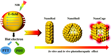 Differential photothermal and photodynamic performance behaviors of ...
