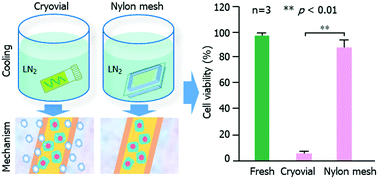 Vitrification of stem cell-laden core–shell microfibers with unusually ...