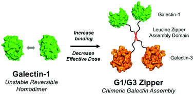 A chimeric, multivalent assembly of galectin-1 and galectin-3 with ...