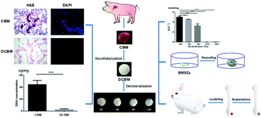 A cancellous bone matrix system with specific mineralisation degrees ...