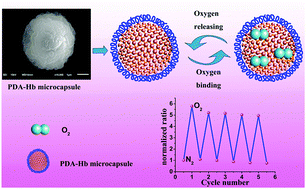 Fabrication and evaluation of hemoglobin-based polydopamine ...