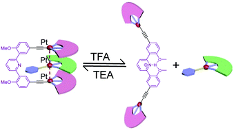 Modulating Pt⋯Pt metal–metal interactions through conformationally ...