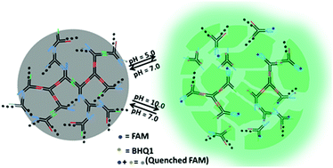 A pH-controlled bidirectionally pure DNA hydrogel: reversible self ...