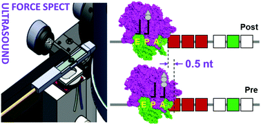Super-resolution force spectroscopy reveals ribosomal motion at sub ...