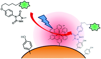 1-Methyl-4-aryl-urazole (MAUra) labels tyrosine in proximity to ...