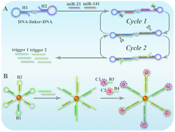 Linker Dna Preferential Interaction Of The Core Histone Tail Domains