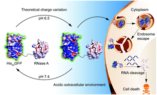 Charge designable and tunable GFP as a target pH-responsive carrier for ...