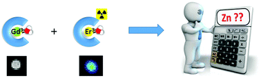 A cocktail of 165Er(iii) and Gd(iii) complexes for quantitative ...