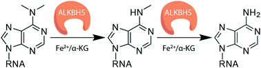 ALKBH5-induced demethylation of mono- and dimethylated adenosine ...