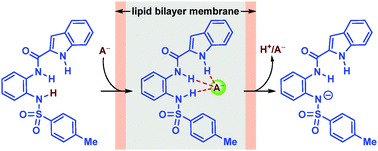 An anion receptor that facilitates transmembrane proton–anion symport ...