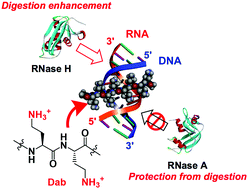 Enhancement in RNase H activity of a DNA/RNA hybrid duplex using ...