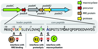 Elucidation of the roles of conserved residues in the biosynthesis of ...