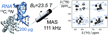 Rapid access to RNA resonances by proton-detected solid-state NMR at ...