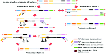 A novel exonuclease-assisted isothermal nucleic acid amplification with ...