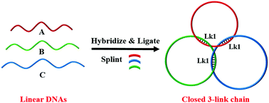 Topology- and linking number-controlled synthesis of a closed 3 link ...