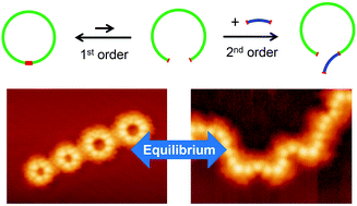 Organometallic ring vs. chain formation beyond kinetic control ...