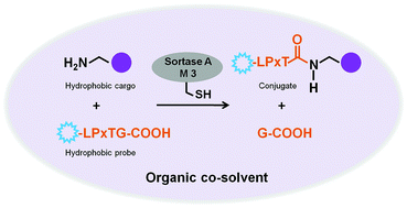 Directed sortase A evolution for efficient site-specific ...