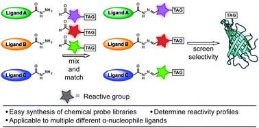 An in situ combinatorial methodology to synthesize and screen chemical ...