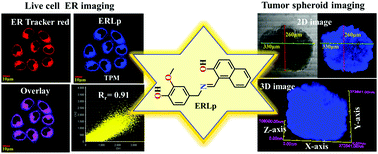 A facile two-photon fluorescent probe: an endoplasmic reticulum tracker ...