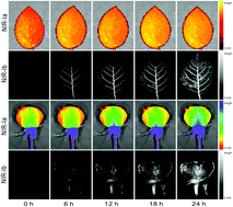 Near-infrared fluorescence imaging for vascular visualization and ...