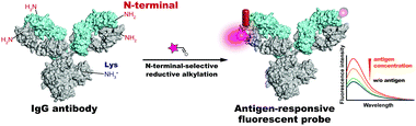 Antigen-responsive fluorescent antibody probes generated by selective N ...