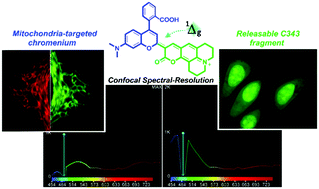 Tracking mitochondrial 1O2-ROS production through a differential ...